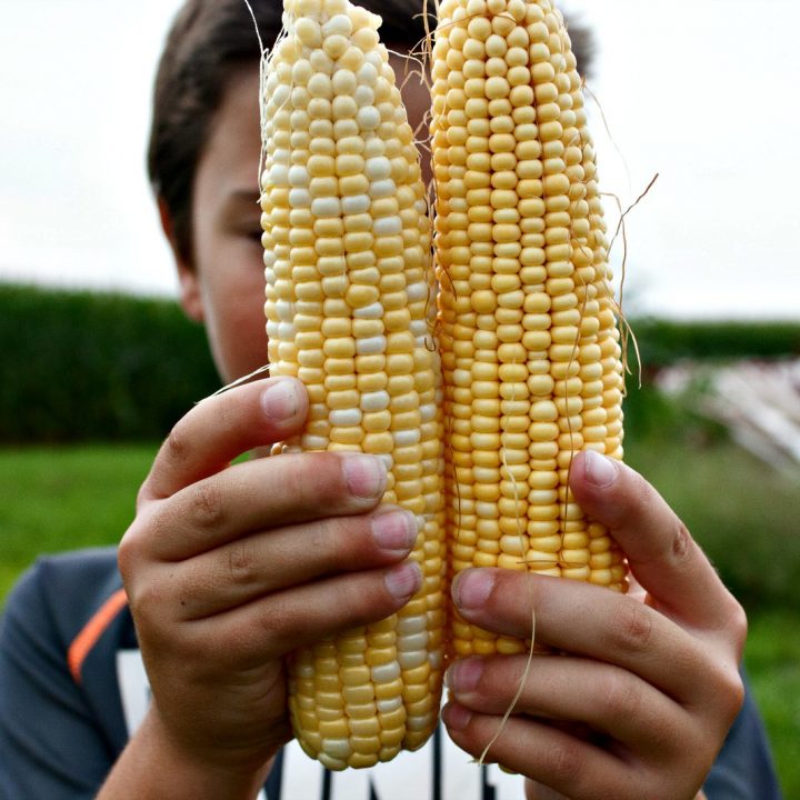 Where can you buy the local food grown on our farm?